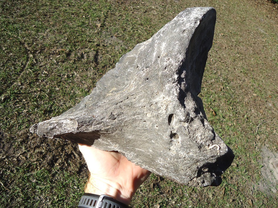 HUGE EXTINCT MASTODON SCAPULA SHOULDER BLADE FLORIDA FOSSILS ICE AGE ...