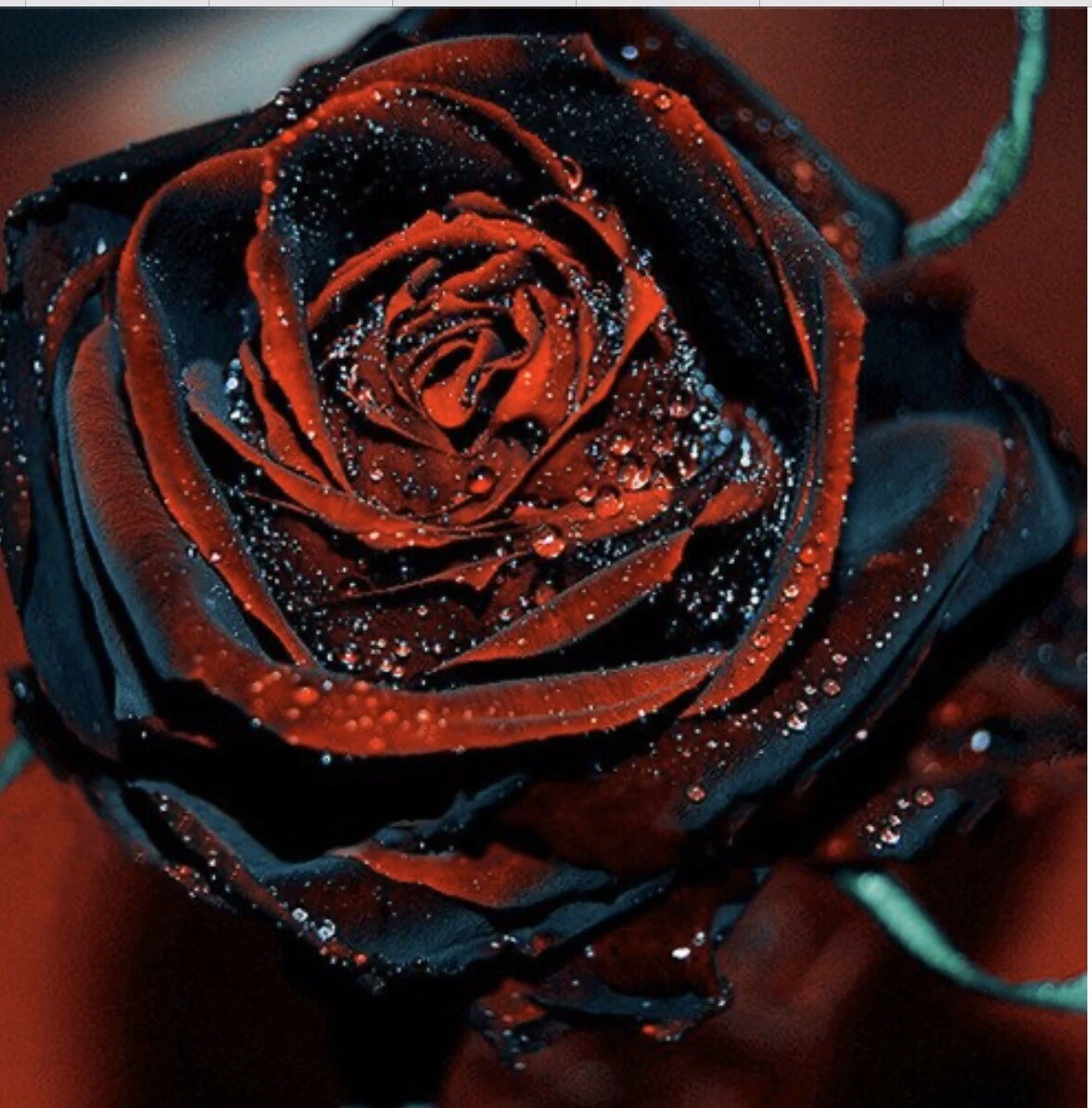 Black Magic Red Roses