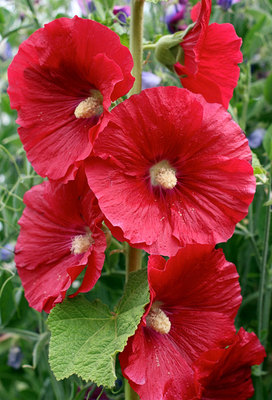 Hollyhock Seeds - MARS MAGIC - Red Alcea Rosea - Drought Tolerant - 25 ...