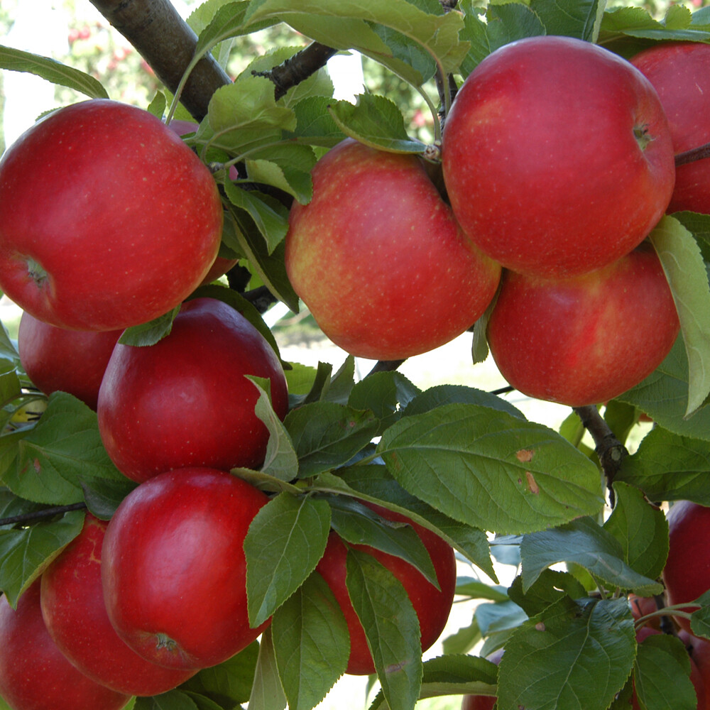 T&M Apple Malus Santana Garden Fruit Rootstock M9 Hardy Tree 9cm Potted ...