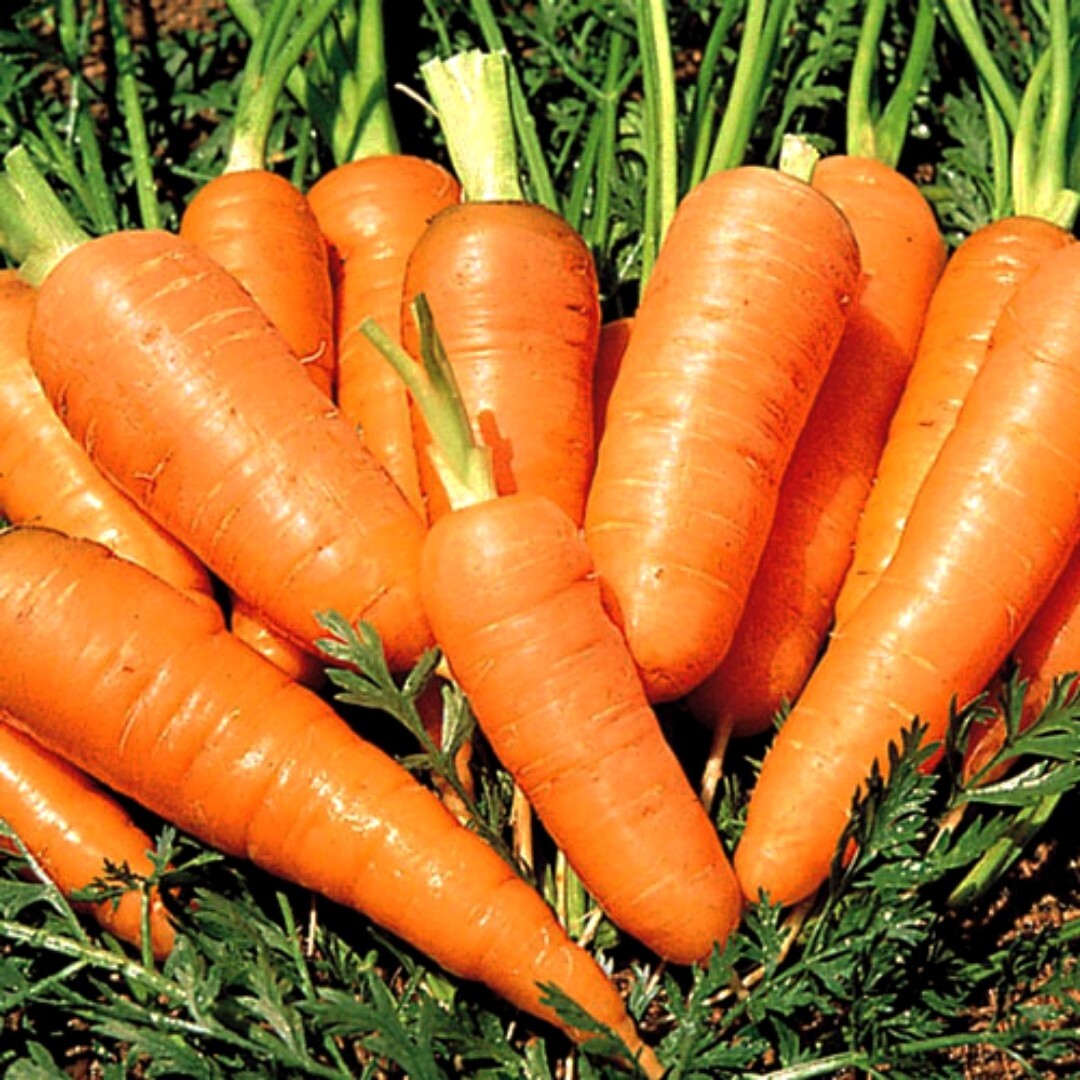 500+ Danvers Half Long Carrots Seeds | NON-GMO | Heirloom | Fresh ...