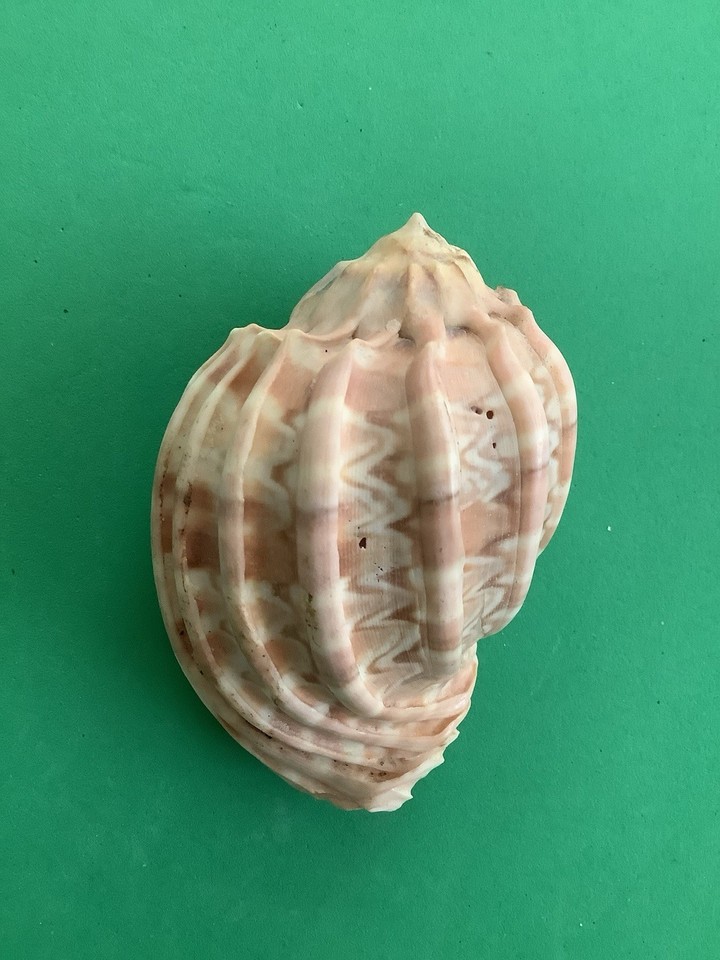 Harpa Major F. Conoidalis Lamarck, 1822, 76.15mm, Rare, Harpidae ...