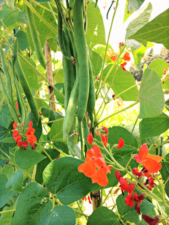 Red Flowers On Runner Beans | Best Flower Site