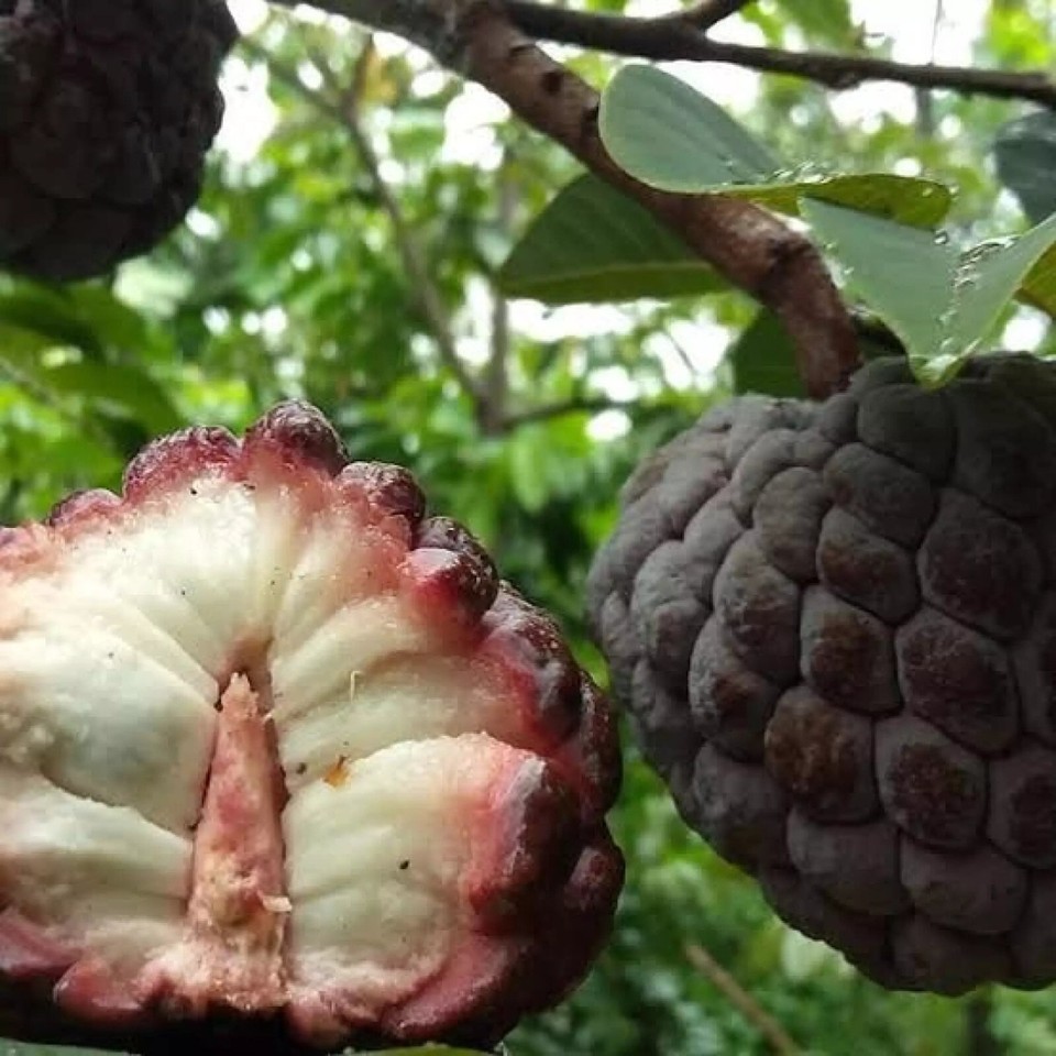 Grafteed Red Sugar Apple (Annona Squamosa ) Fruit Tree Free Phitosanitary | eBay