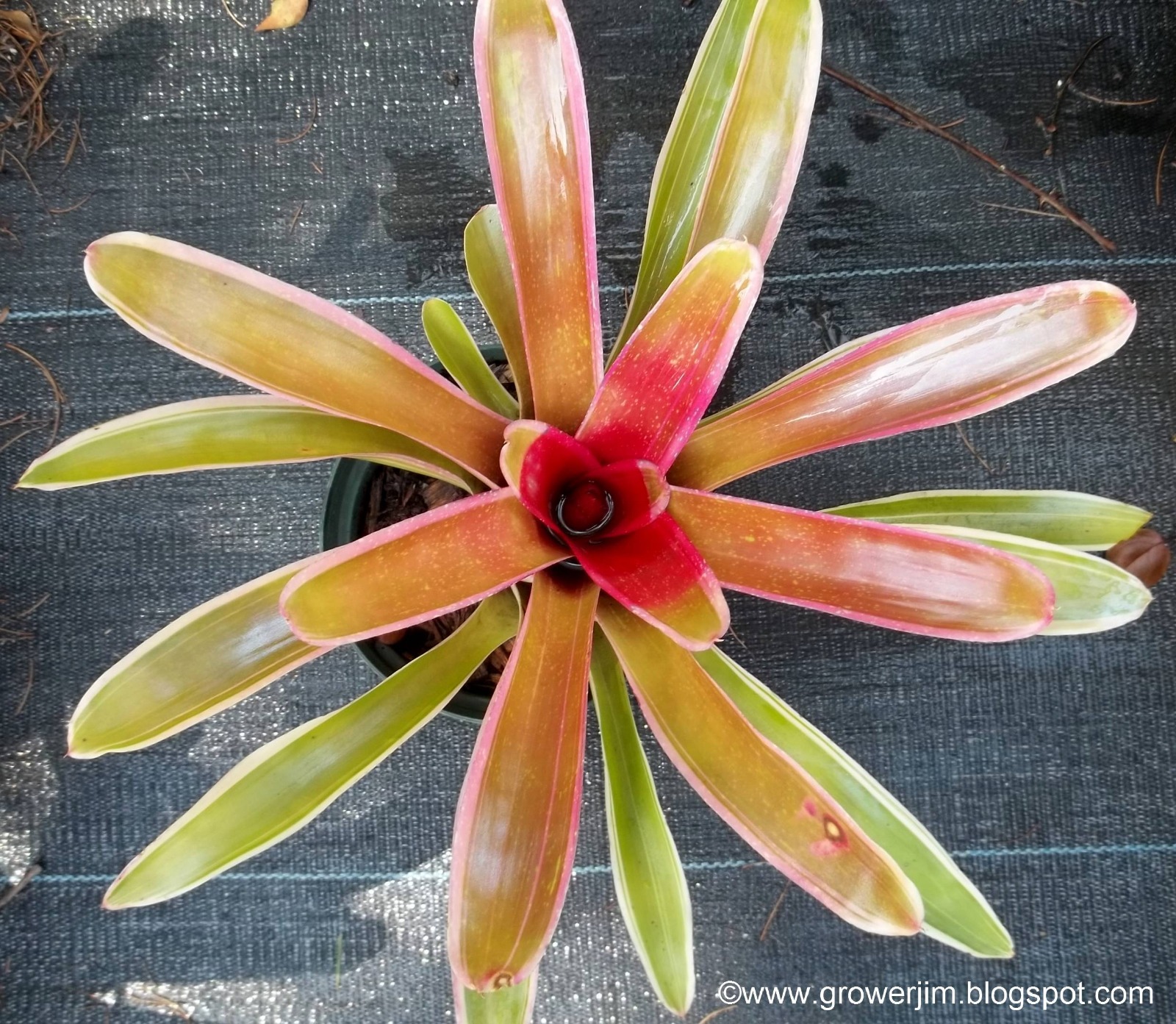 Neoregelia 'Sheba' bromeliad offset | eBay