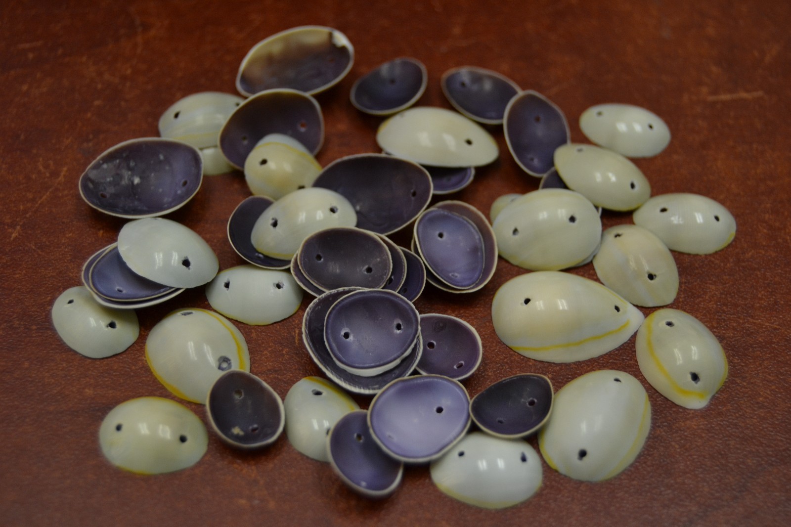 100 PCS 2 HOLES RING TOP COWRIE SEA SHELL BEADS CHARMS #T-430 | eBay