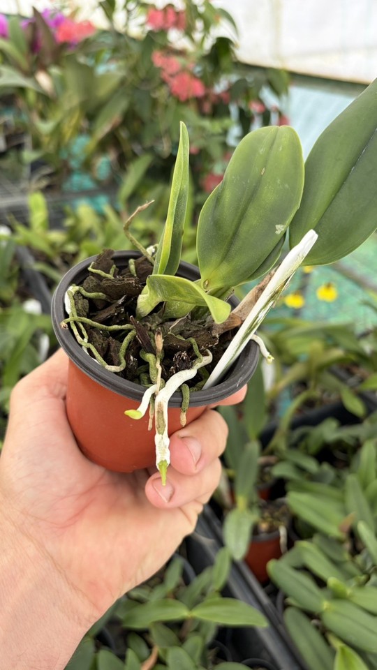 Pot. Paradise ruby ‘red’ Cattleya orchid | eBay Australia