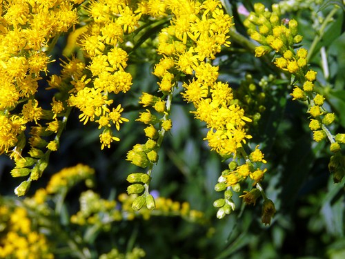 Ageratum - Lonas Inodora - Ageratum Yellow seed | eBay