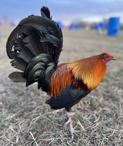 12 +SHOWME MEL SIMS LINE BLACK AKA BROWNRED FERTILE GAMEFOWL HATCHING ...