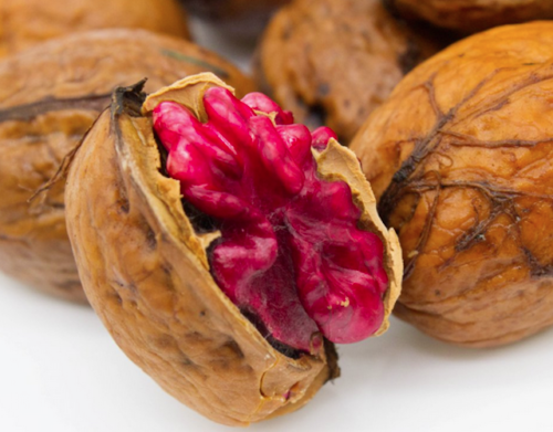 extra rare -RED WALNUT- 2 mini plants | eBay