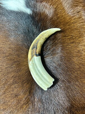 Warthog Tusk- 1 Warthog Tooth - 1 Natural Common Warthog Tooth from ...