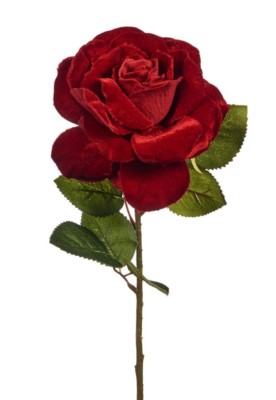 Rote Rose von Goodwill Blume Blüte Rot Grün Samt Valentinstag Liebe ...