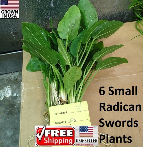 6 small Radican Sword plants Easy Aquarium aquascaping planted tank low ...