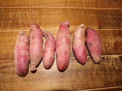 Papa Cacho TRUE POTATO SEED (TPS) Solanum Tuberosum Heirloom fingerling ...