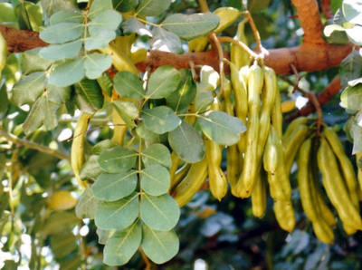 Carob Tree, Ceratonia siliqua, Tree Seeds (Edible, Evergreen) | eBay