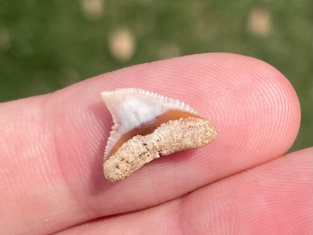 Peru Fossil Bull Sharks Tooth Pliocene Megalodon Era | eBay