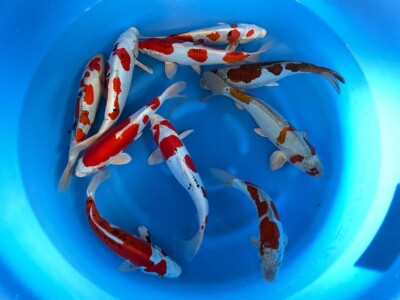 1 Qty - 12-15” ASSORTED METALLIC HQ JAPANESE Koi live fish standard fin ...
