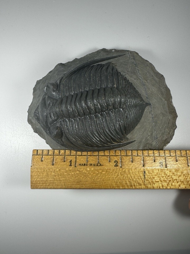 Zlichovaspis rugosa Trilobite Fossil Devonian Morocco Arthropod Fossil ...