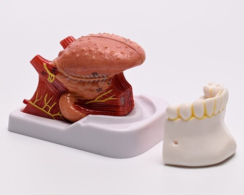 Anatomy Teaching model 1:1 Tongue & Tooth Model 4-Part Removable Lower ...