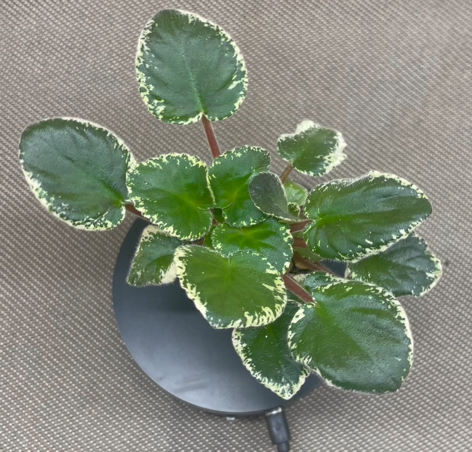 African Violet Plant - Buckeye Blue Indigo ~ Variegated standard w ...