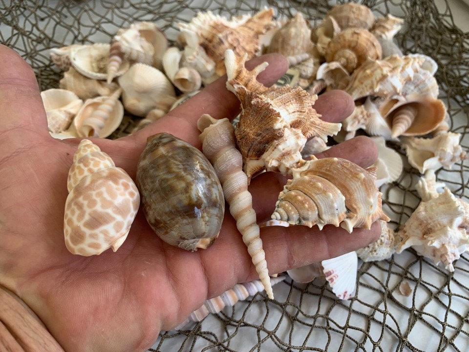 Large Beautiful Seashells Sea Shells Best Value & Price FREE Ship! US ...
