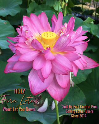 Holy Fire Flower Hardy Lotus Tuber Live Pond Patio Bog Plant WILL BLOOM ...