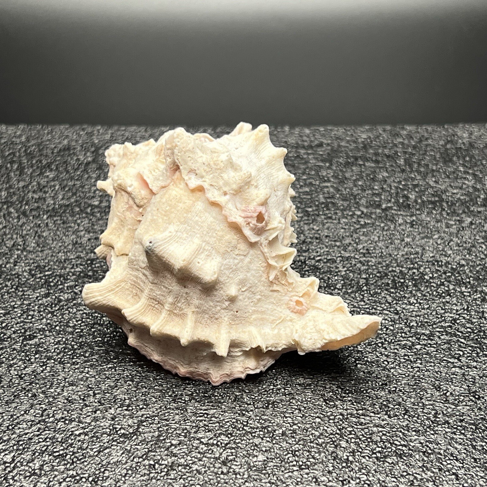 Pink Conch Seashell Murex Ramosus 3.75 x 2.75 x 2" Shell Aquarium ...