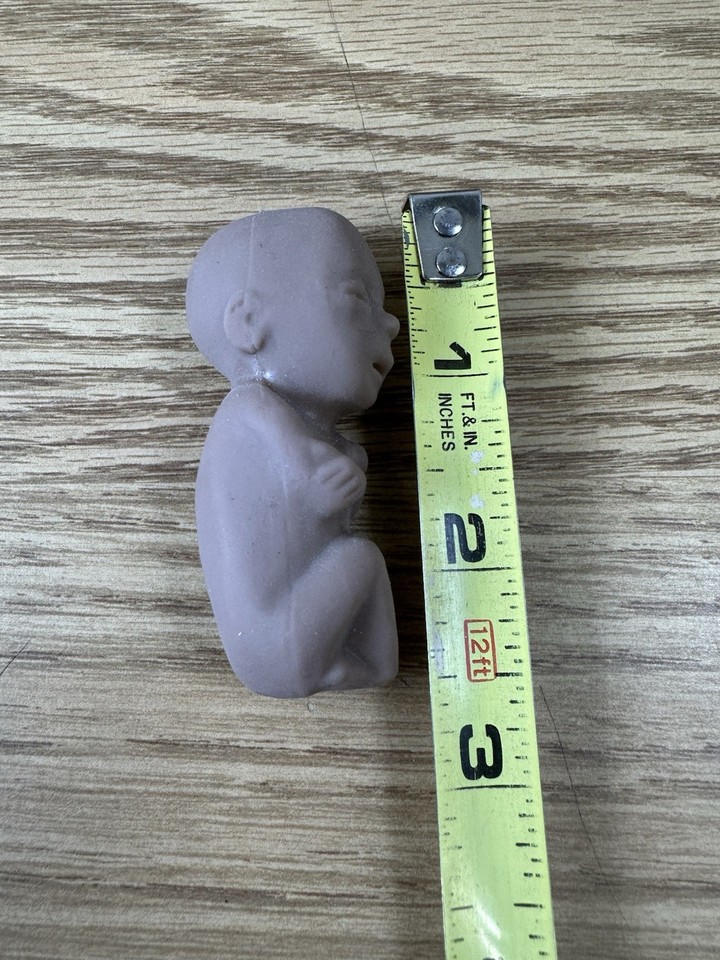 LARGE Lot of Soft Rubber Medical Model Fetus 12 Weeks Depiction ...