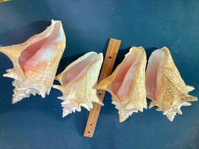 Lot of 4 Pink Conch Shells 7.5 to 7 inches long NO harvest holes | eBay