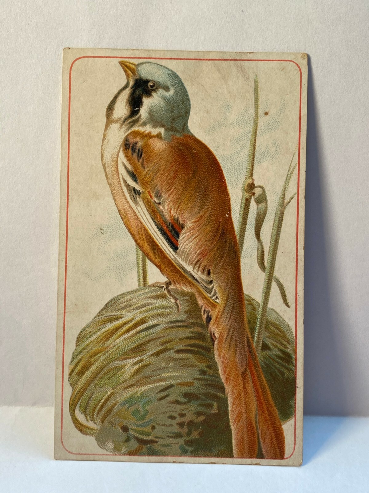 Arbuckle's VTG Coffee Card 1888/1889 Bearded Titmouse Bird by Hector ...