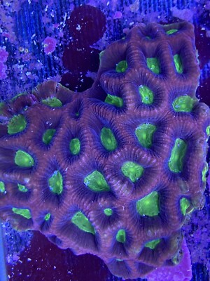 Wysiwyg Dragon Soul Favia Colony 4” LIVE CORAL SecretTank X | eBay