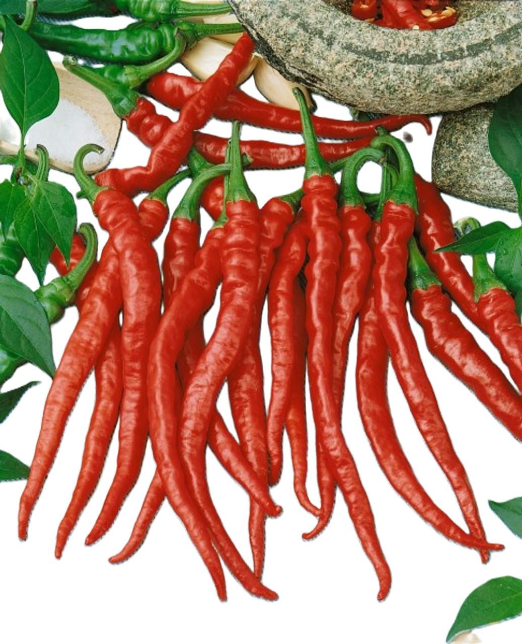RARE Dragon Cayenne Hot Pepper Seeds "10" FREE SHIPPING! | eBay