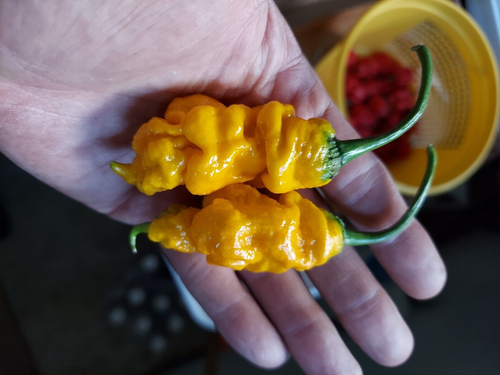 T-Rex Yellow Pepper Seeds (10+) | eBay
