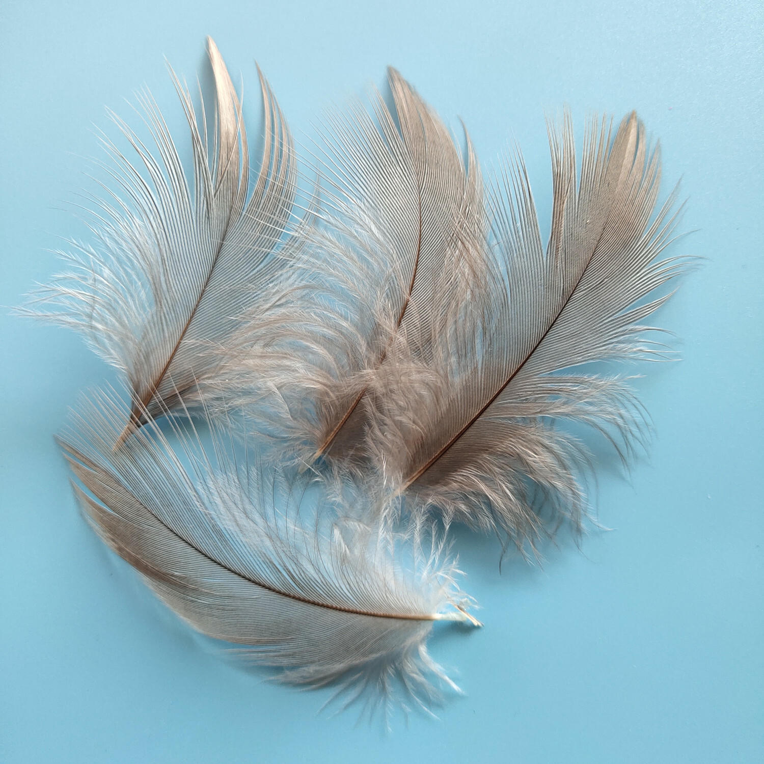 Hot 10-100pcs Gray Heron Silk Feathers 2-10 inch/5-25 cm Decorative ...