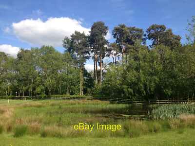 Photo 6x4 Reedy pond and pines at Brand Hall Cobscot c2013 | eBay UK