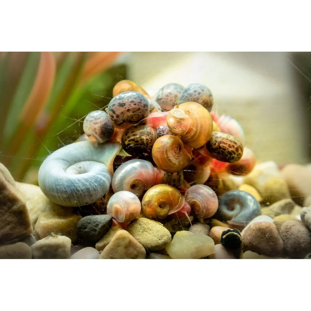 Ramshorn Snails Mixed Assorted Colour Aquarium Pond Feeder Algae Clean ...