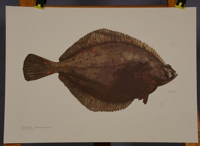 Poster Zoology Mural Wall Chart Fish Scholle Pleuronectes Platessa | eBay