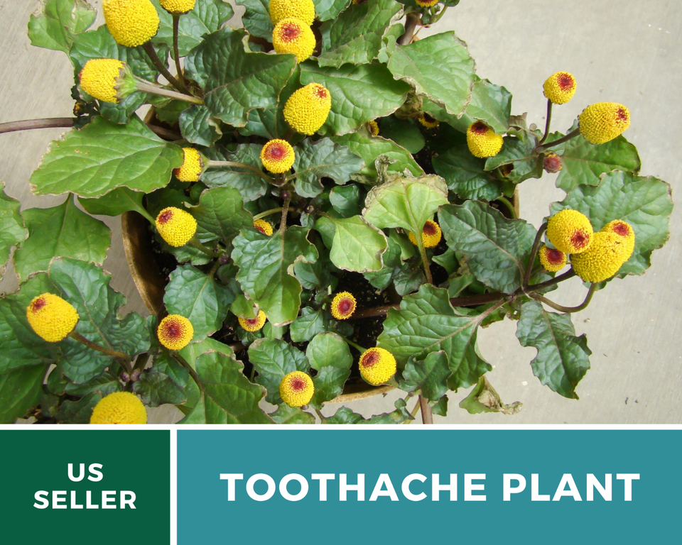 Toothache Plant - 50 Seeds - Medicinal Herb - GMO Free (Spilanthes ...