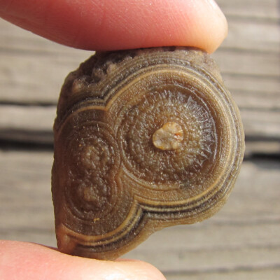 Natural Gobi eye stone eye agate Gobi agate/Jasper for Bonsai Suiseki ...