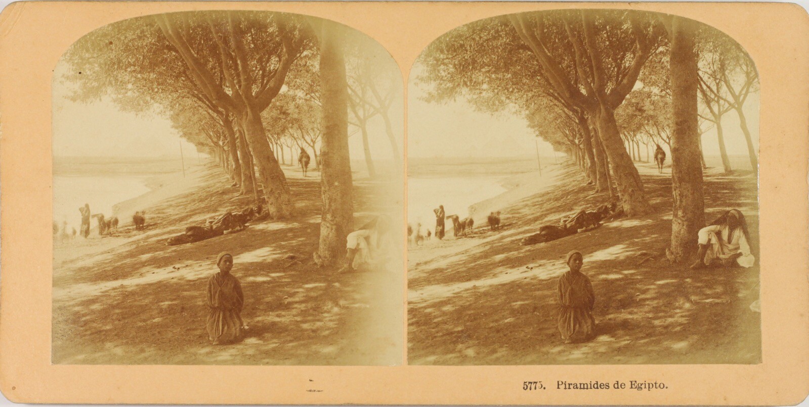 Egypt Cairo The Pyramids, Stereo Vintage Albumen Photo | eBay
