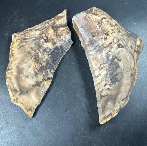 2 Mt Hood Oregon PETRIFIED WOOD SLABS Display Specimens Saw Cut ...