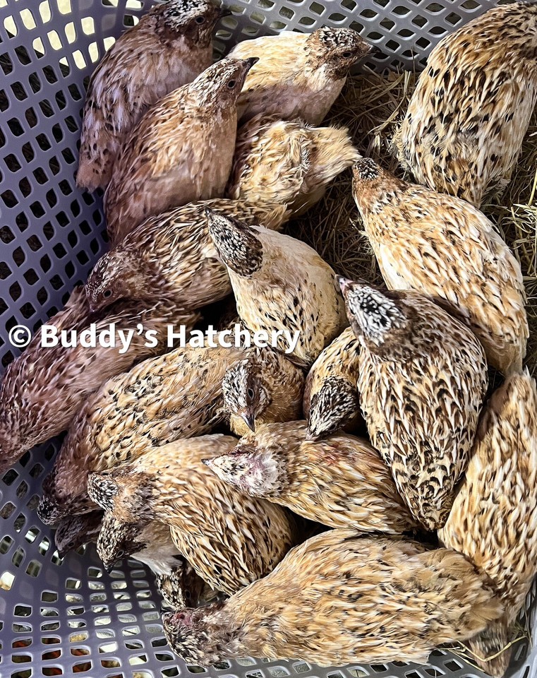 48 Mix All Rare Quail Hatching Eggs | eBay