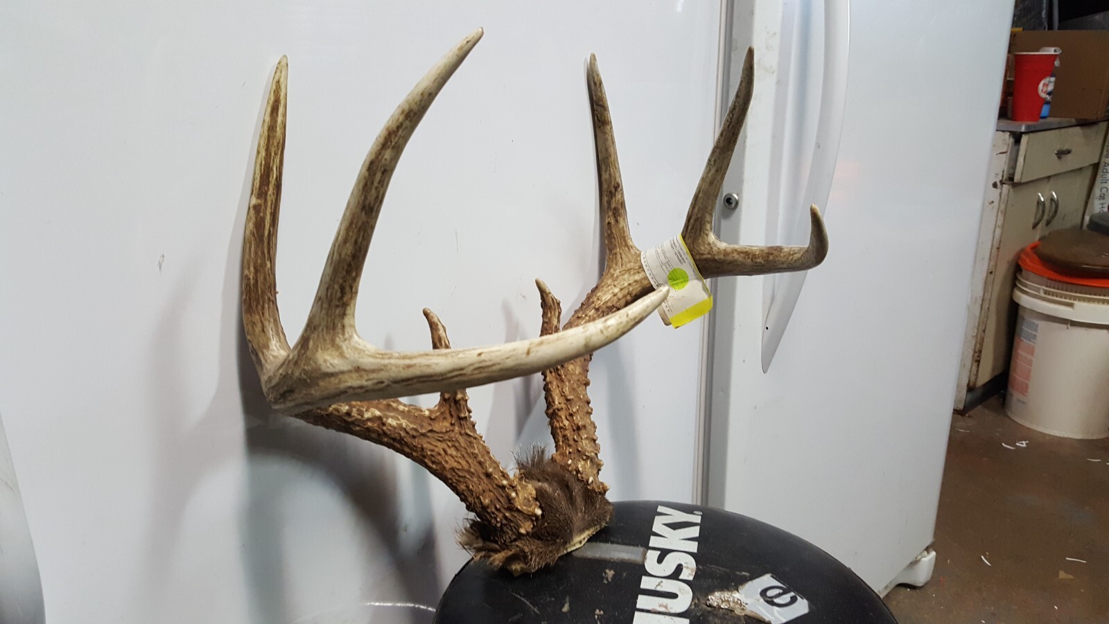 HEAVY 4x4 WHITETAIL DEER RACK Antlers mule mount taxidermy elk cape ...