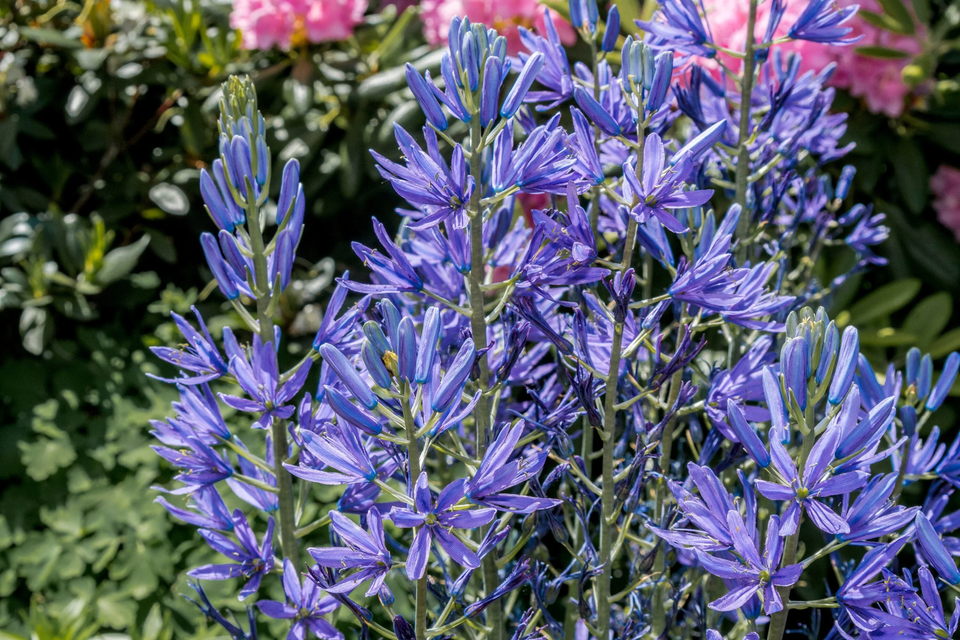 20 Blue LARGE CAMAS Camassia Leichtlinii Quamasia Great Camass Native ...
