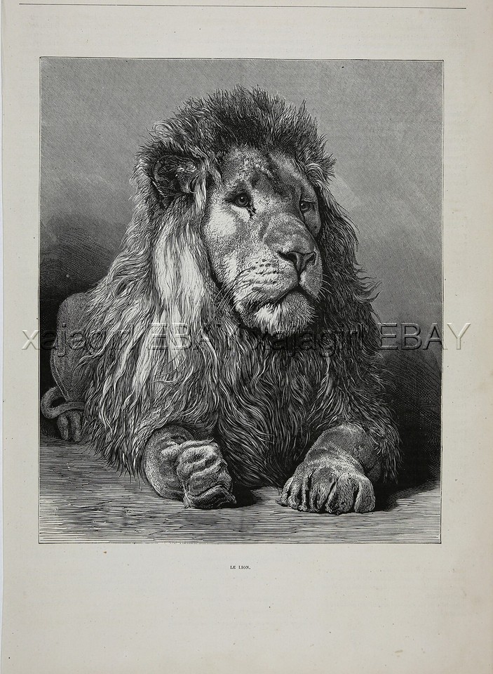 Lion Male, Noble Portrait of Beautiful Animal, Large 1880s Antique ...