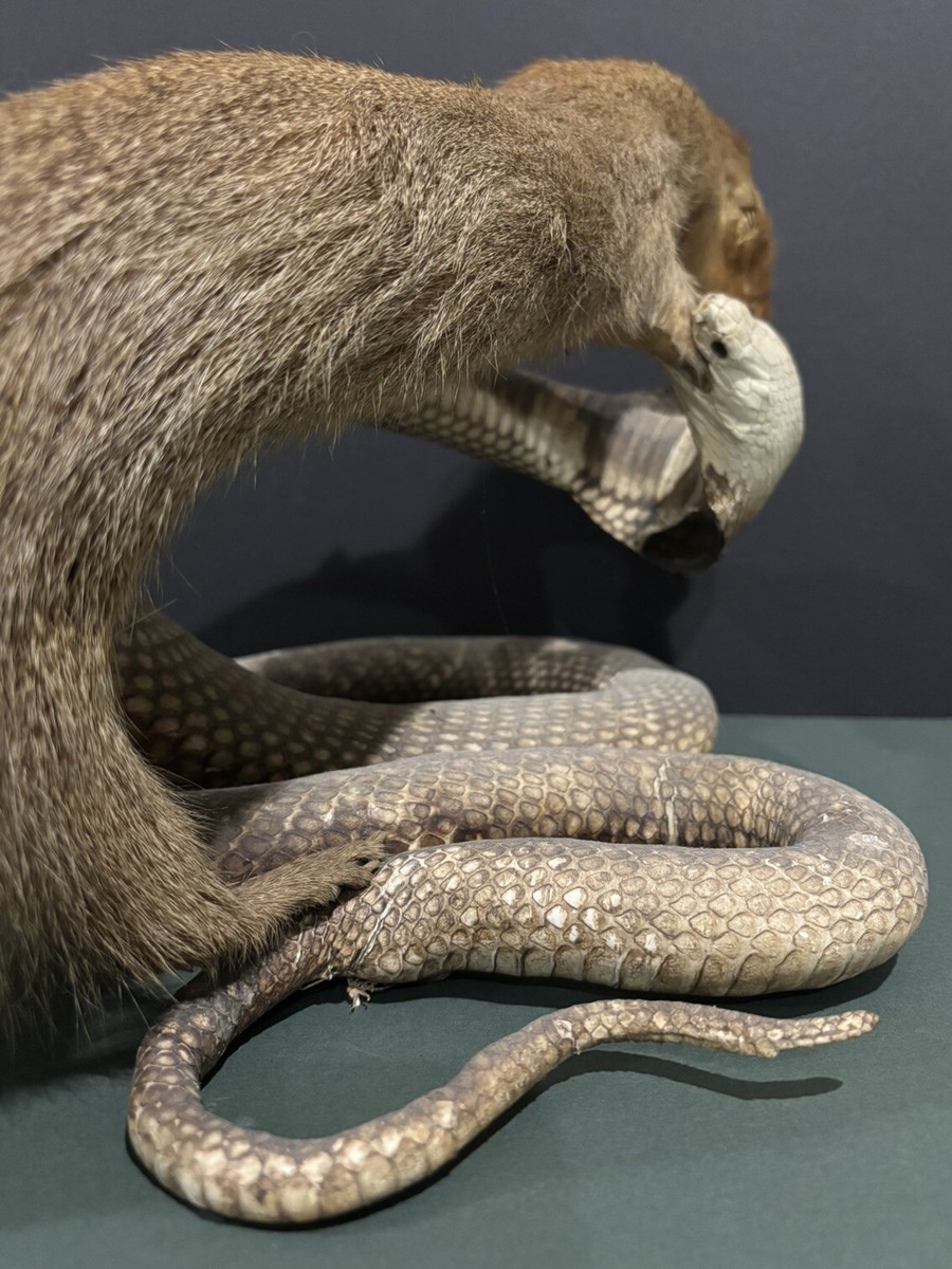 Mongoose Cobra Comparison Chart Facts About Cobras | Live Science
