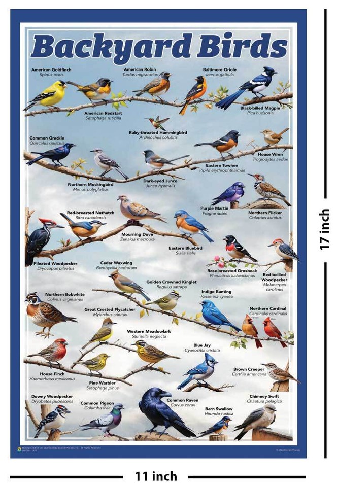Backyard Birds Educational Poster - 11 x 17 inches | eBay