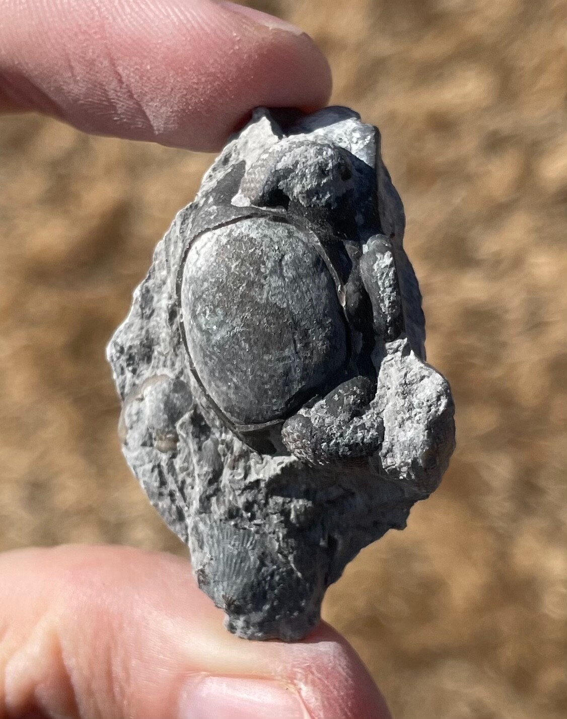 Ohio Fossil Trilobite Eldredgeops rana Devonian Age Bug | eBay