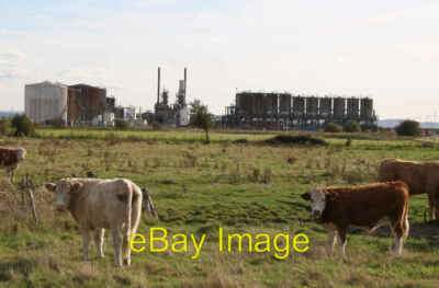 Photo 6x4 The Bitumen Unit, Shell Haven Corringham/TQ7083 Those cows ...