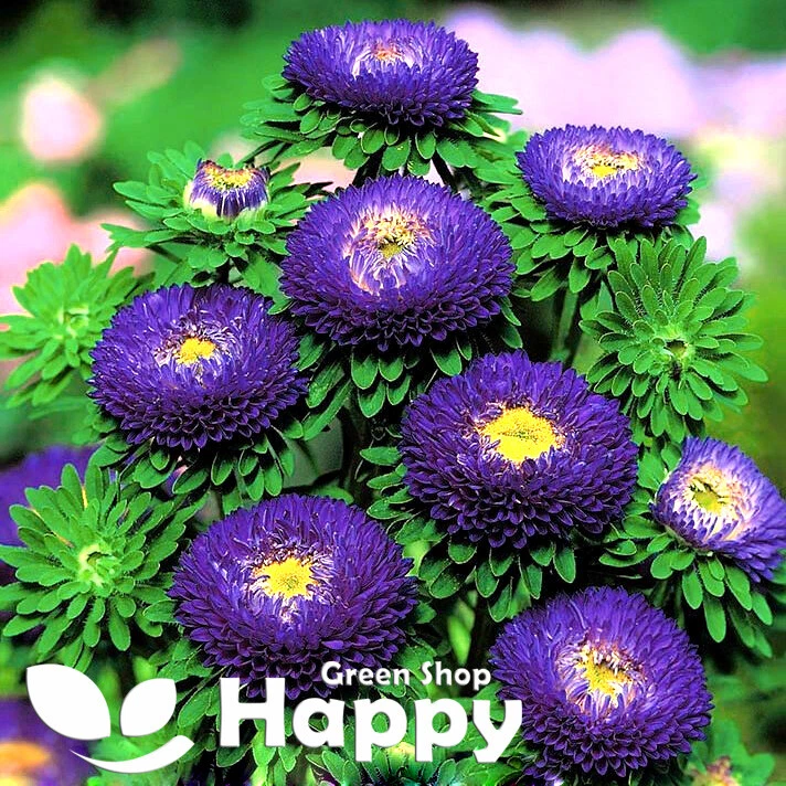 Deep Blue Aster Flower | Best Flower Site